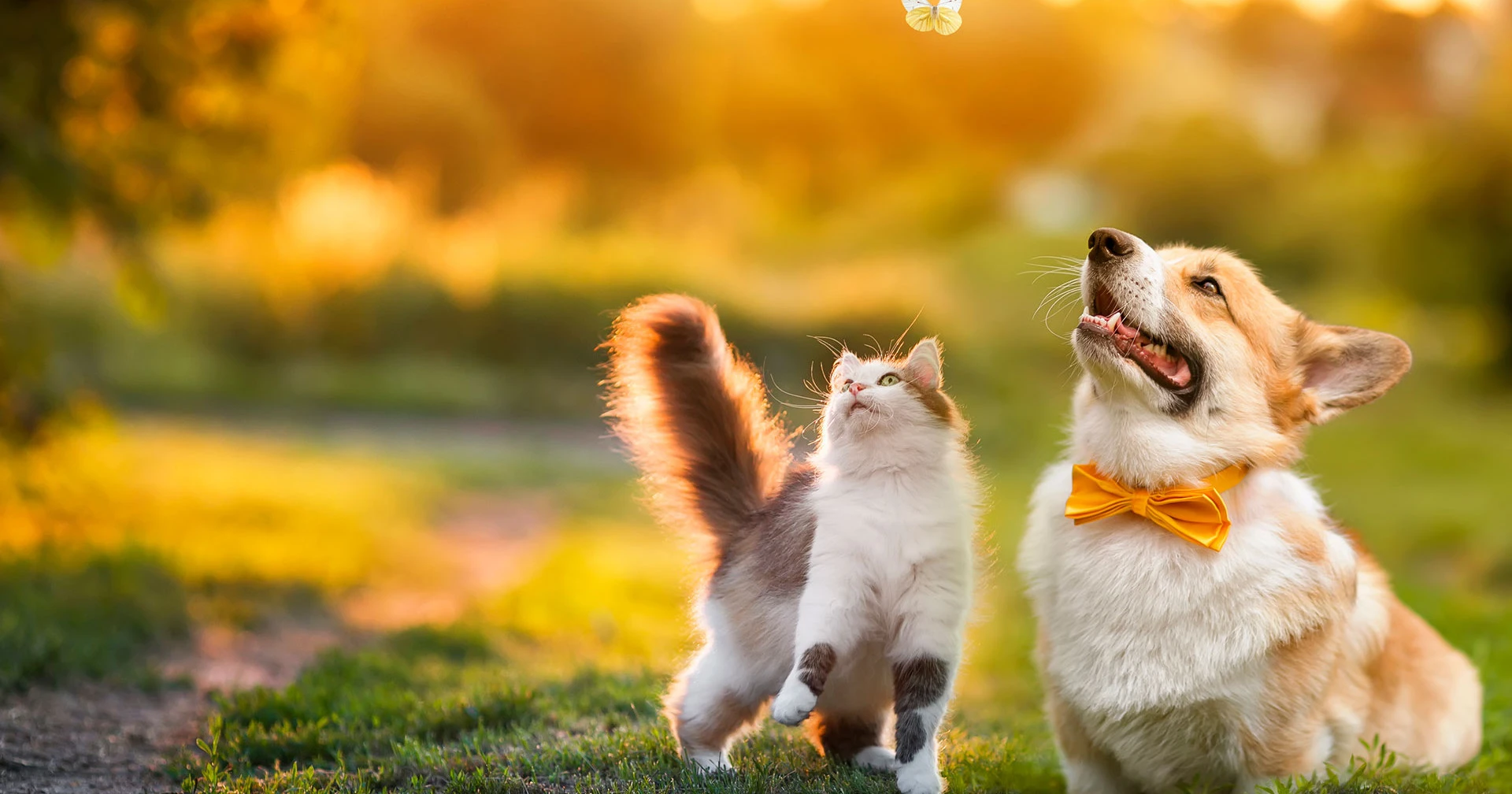 Animals and Pets - Well Shine Bio
